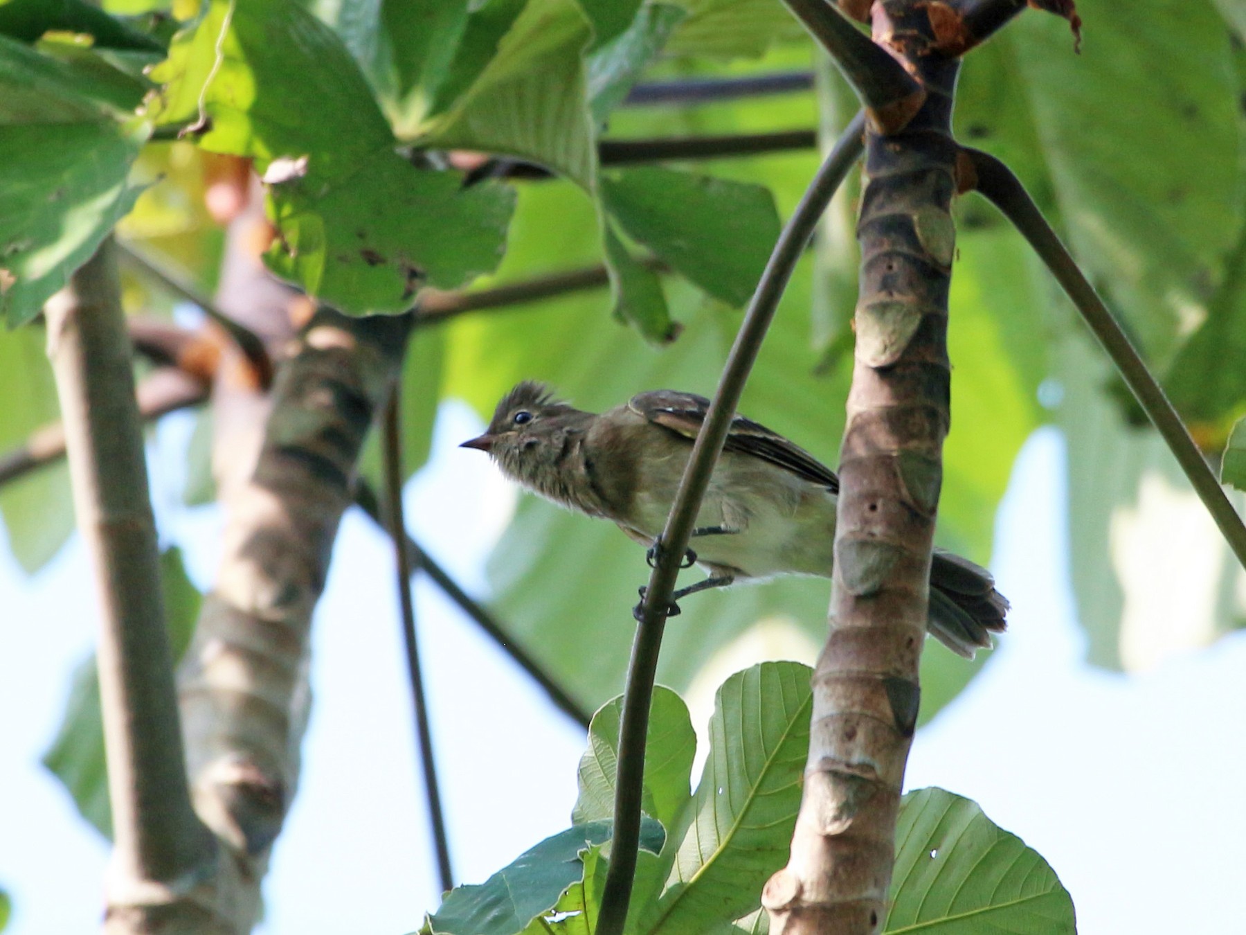 Fiofío pardo - eBird