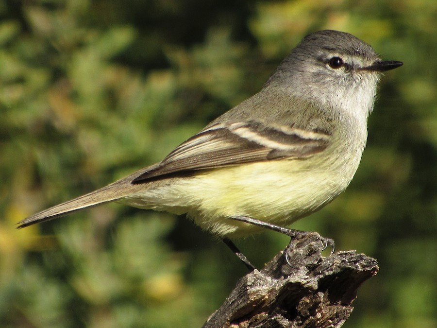 Straneck's Tyrannulet - eBird