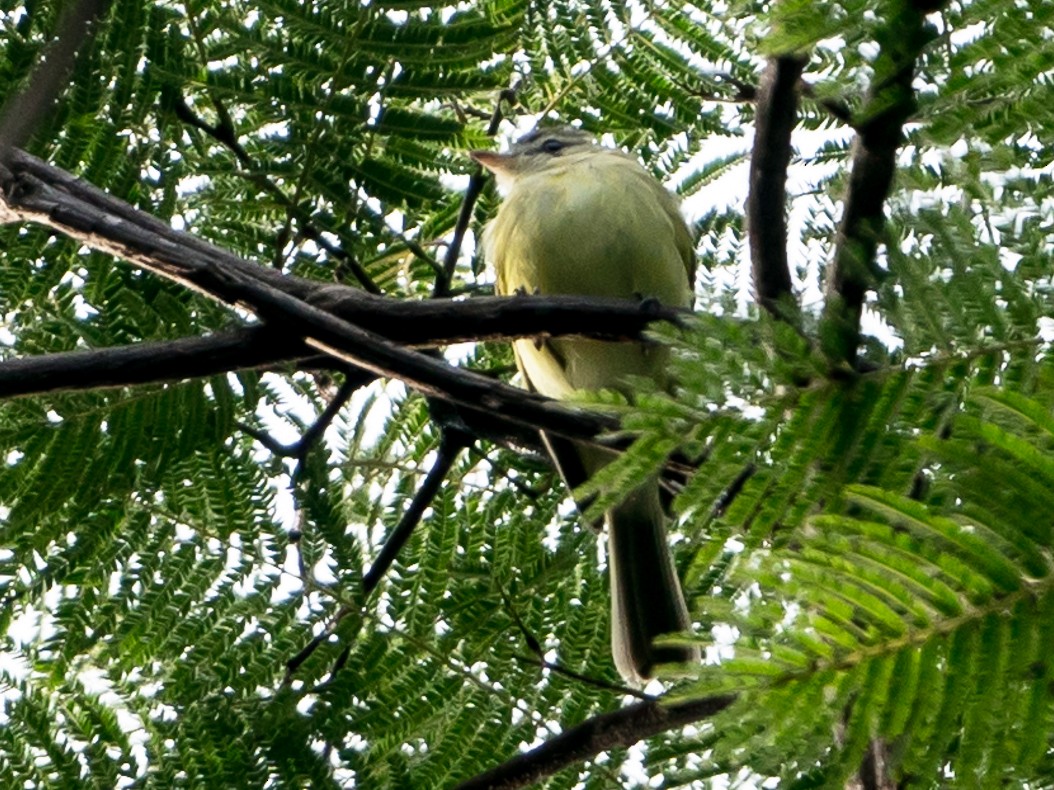 Mosqueta corona gris - eBird