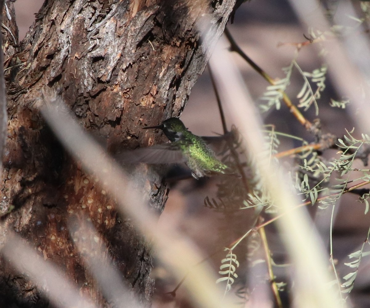eBird Checklist - 11 Nov 2019 - Spring Mountain Ranch SP - 10 species