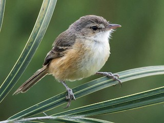 Rufous-sided Scrub-Tyrant - eBird