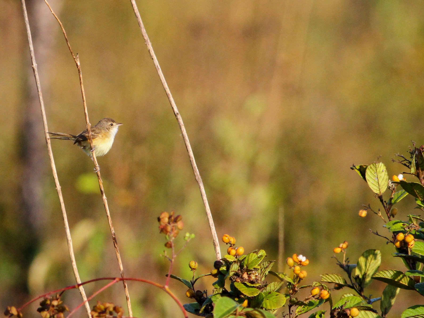 Rufous-sided Pygmy-Tyrant - eBird