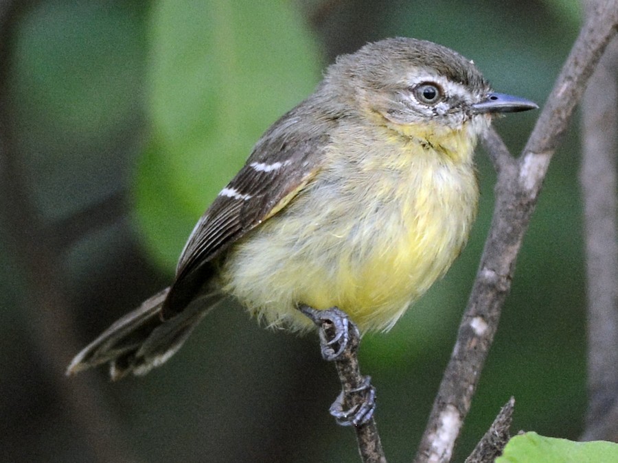 Amazonian Tyrannulet - eBird