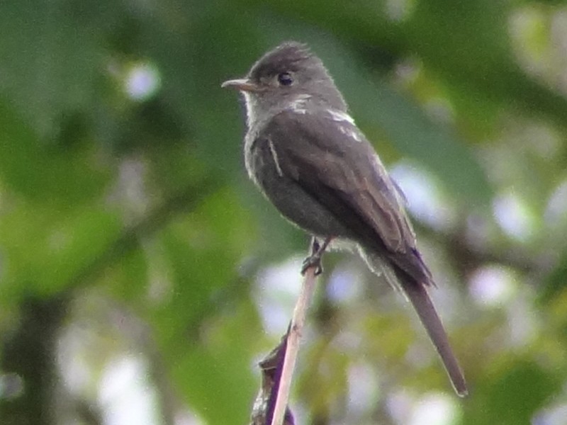 Moucherolle noirâtre - eBird