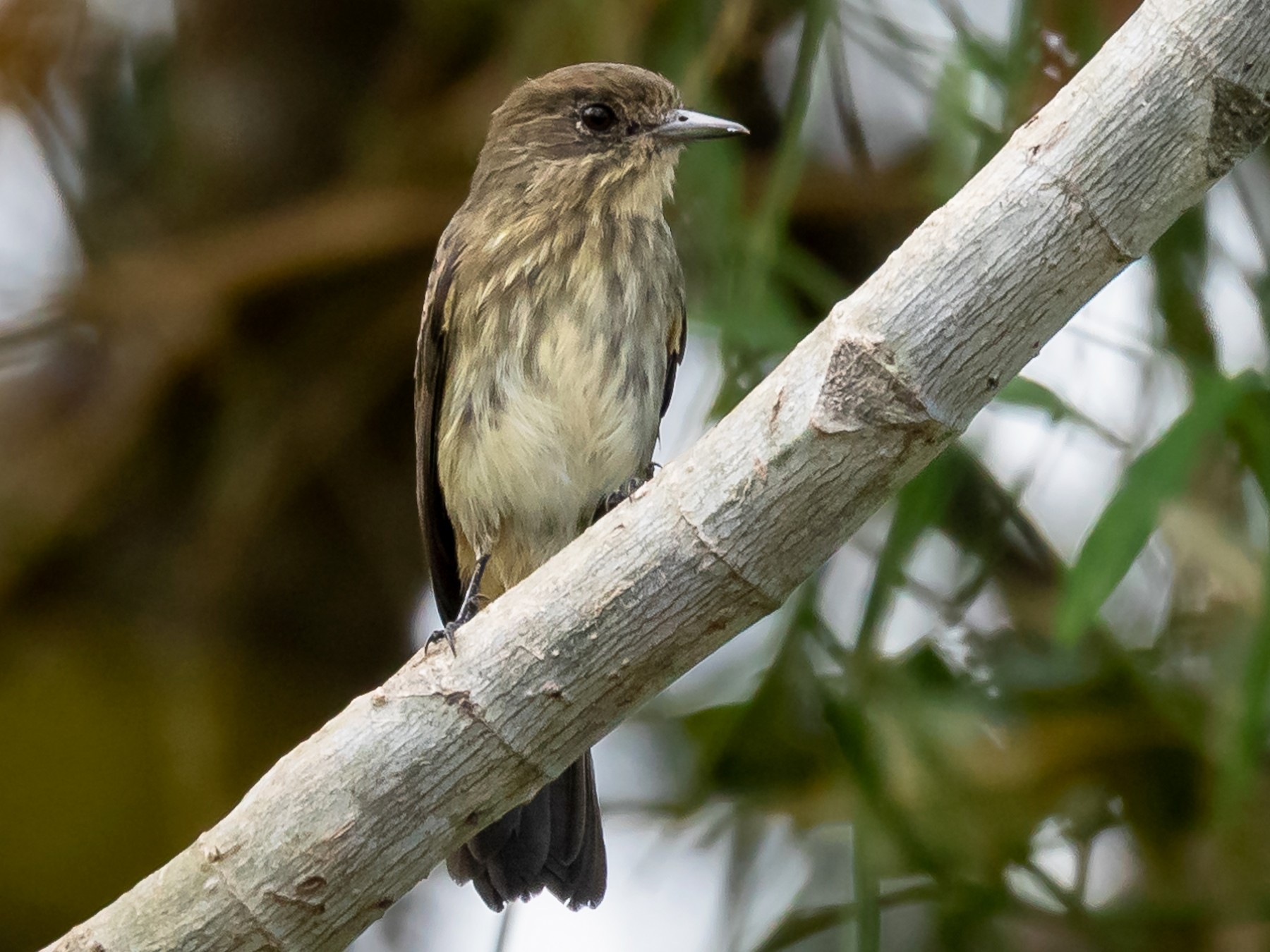 Riverside Tyrant - eBird