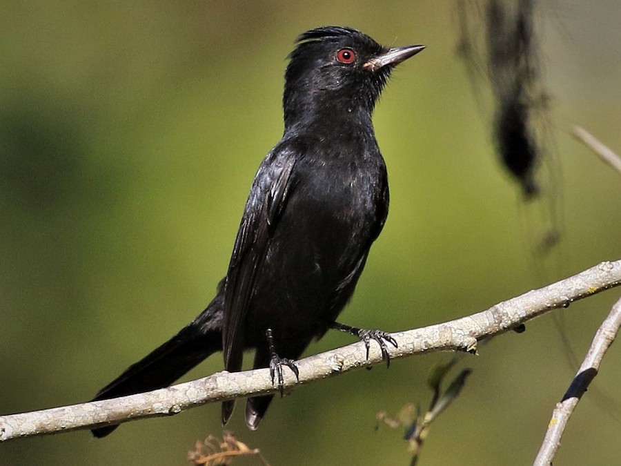 Caatinga Black-Tyrant - eBird