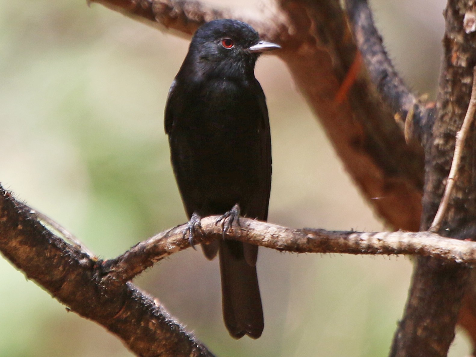 Caatinga Black-Tyrant - eBird