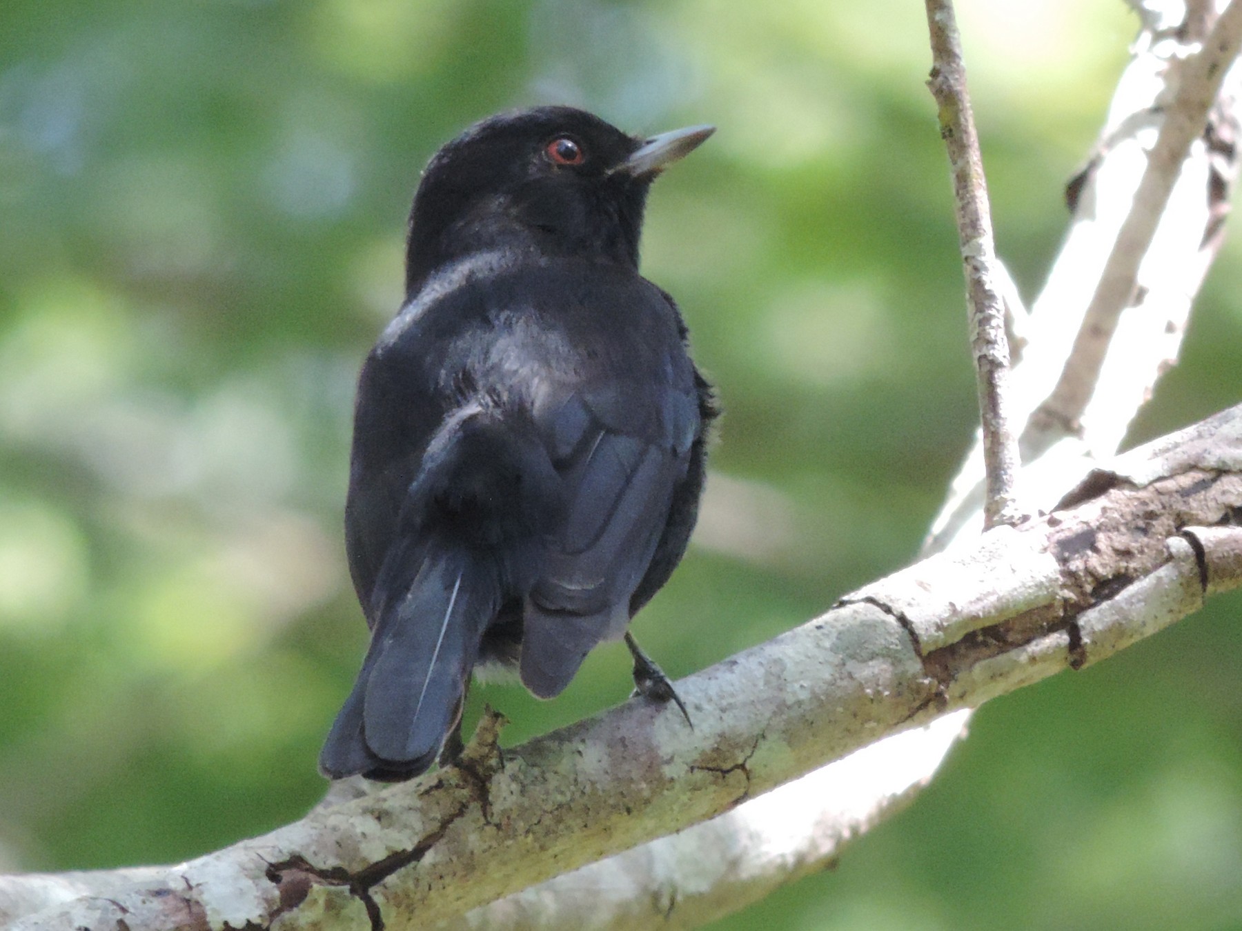 Caatinga Black-Tyrant - eBird