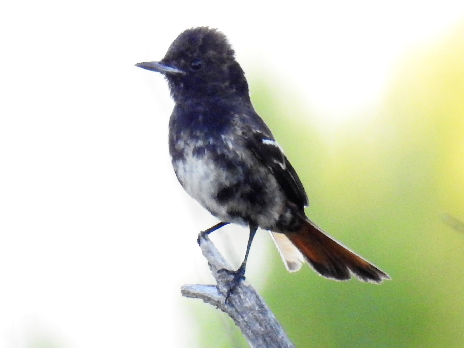 Ada de Hudson - eBird