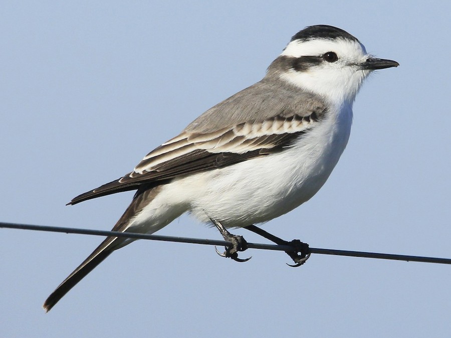 Black-crowned Monjita - eBird