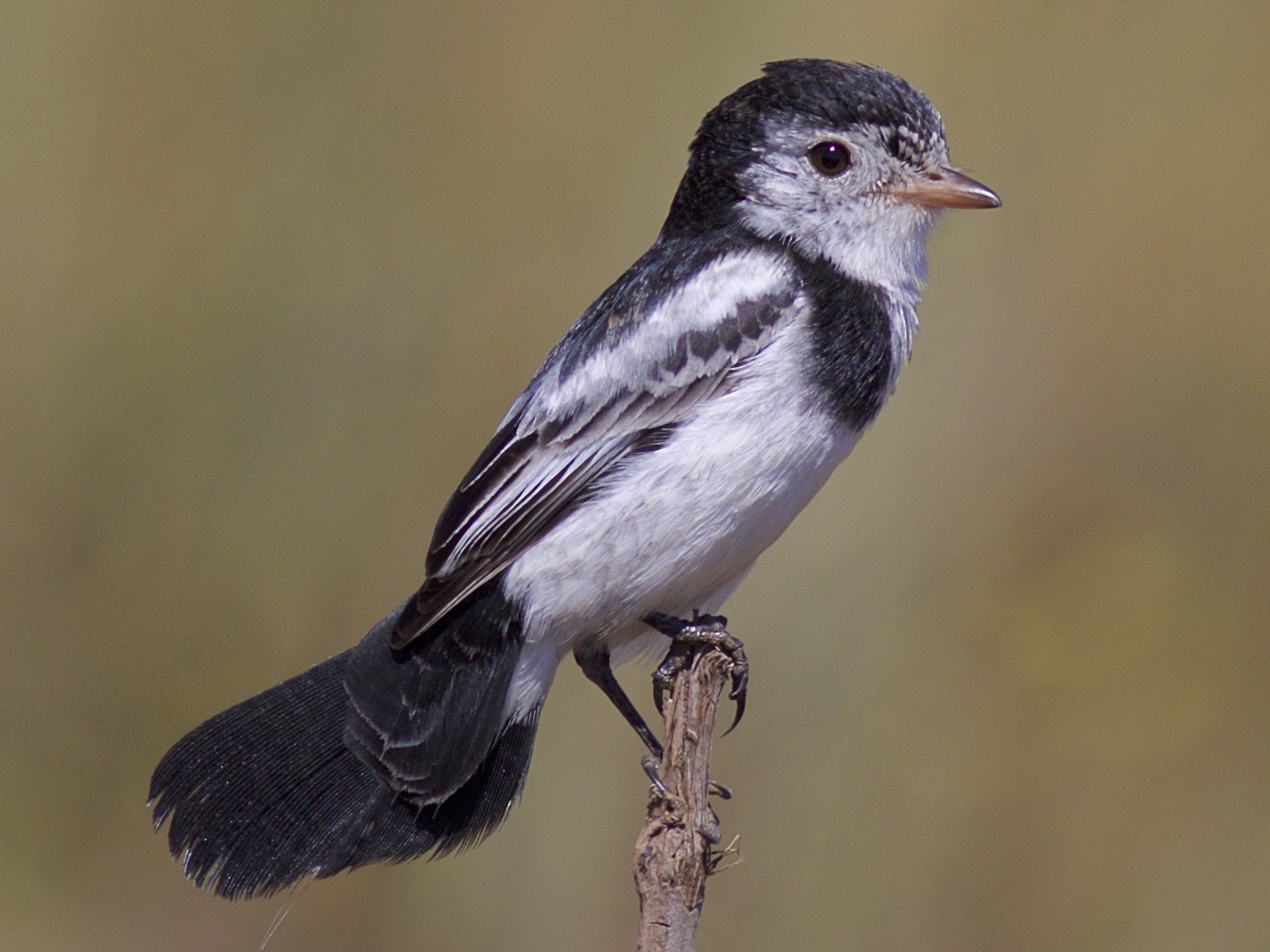Cock-tailed Tyrant - eBird