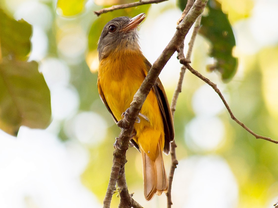 Citron-bellied Attila - eBird