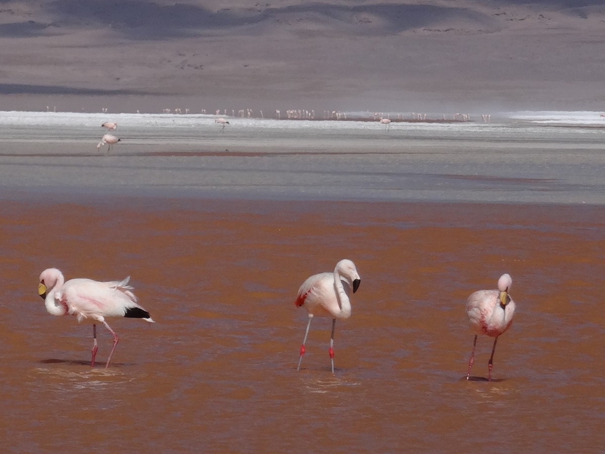 eBird Checklist - 4 Mar 2016 - Laguna Pastos Grandes - 6 species