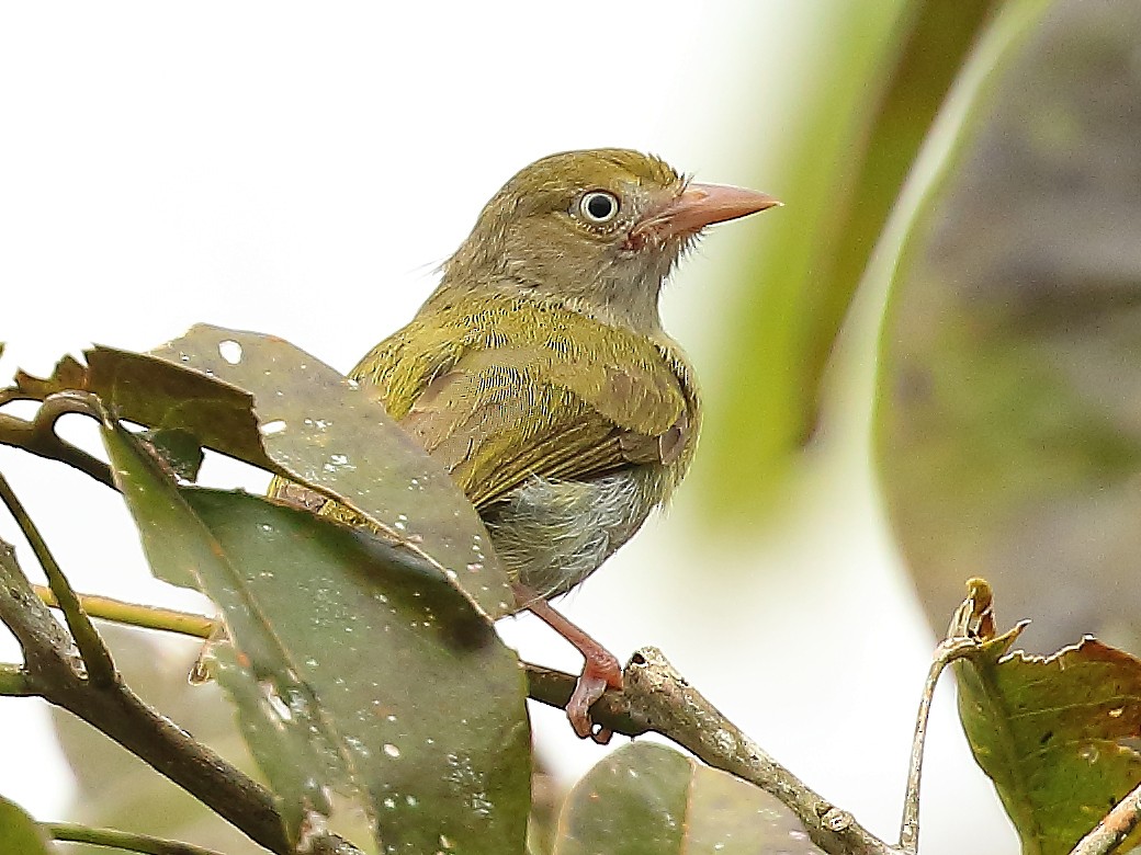 Gray-chested Greenlet - eBird