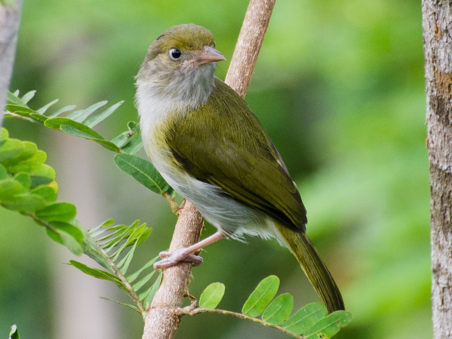Gray-chested Greenlet - eBird