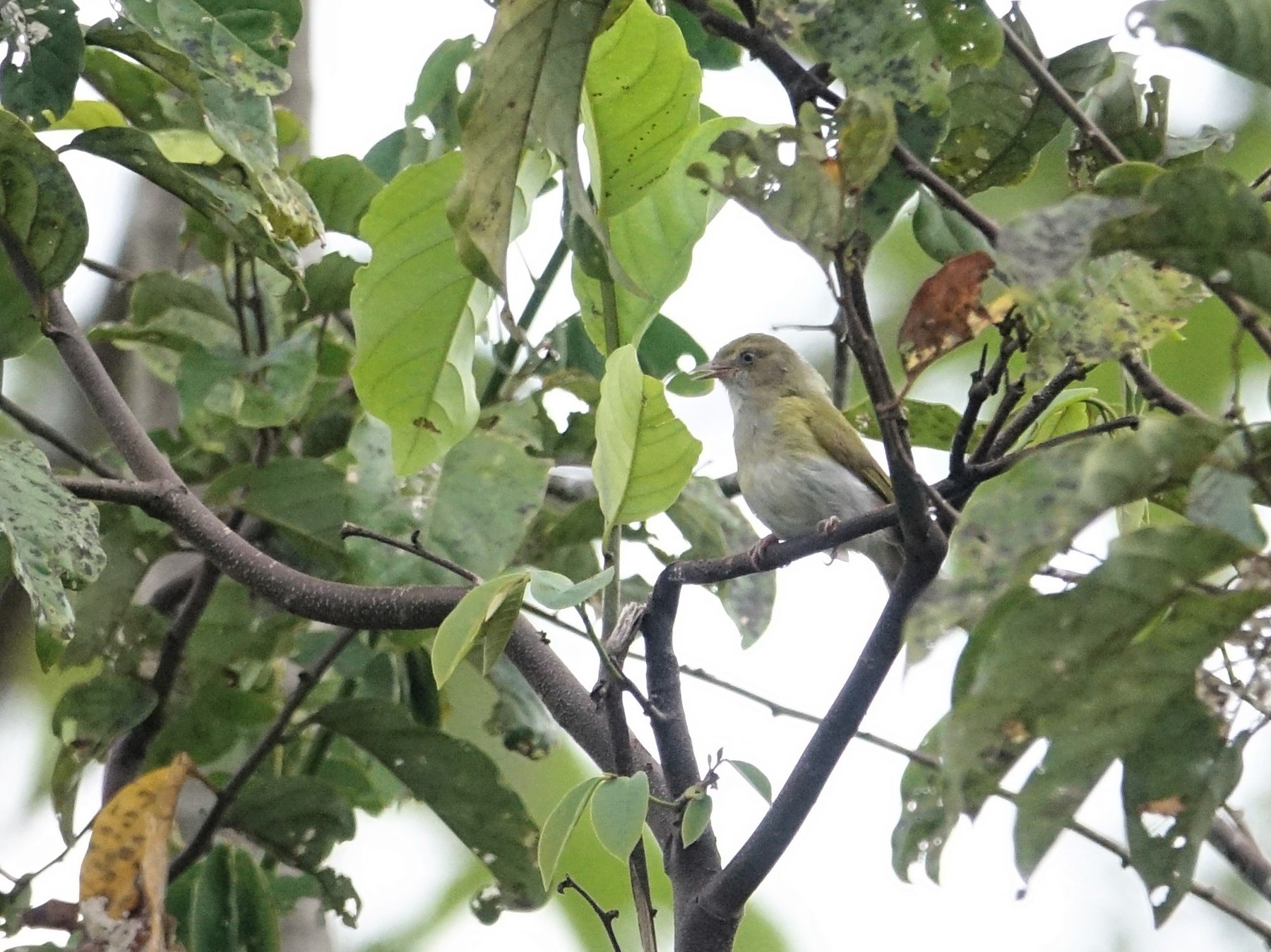 Gray-chested Greenlet - eBird
