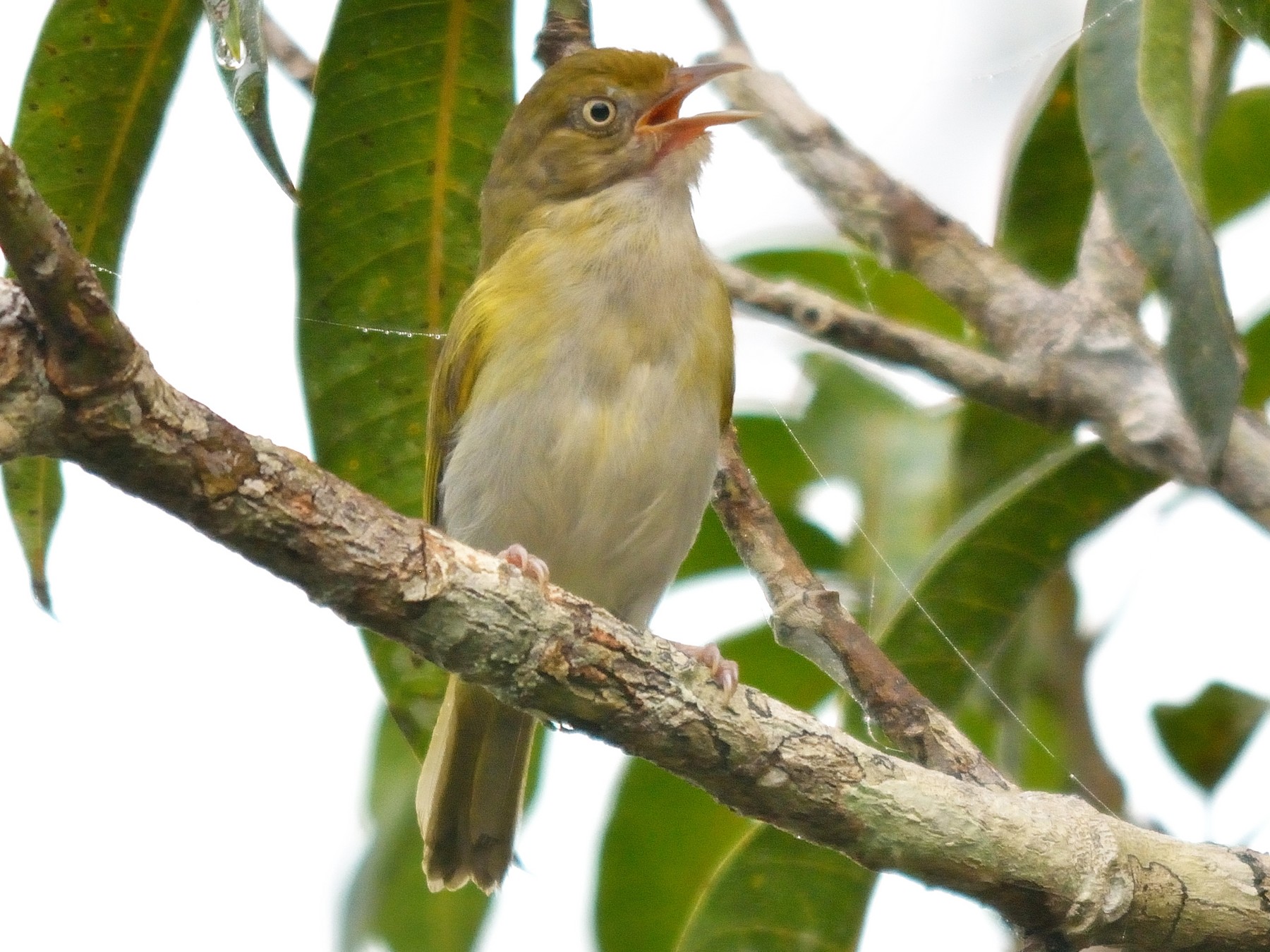 Gray-chested Greenlet - eBird