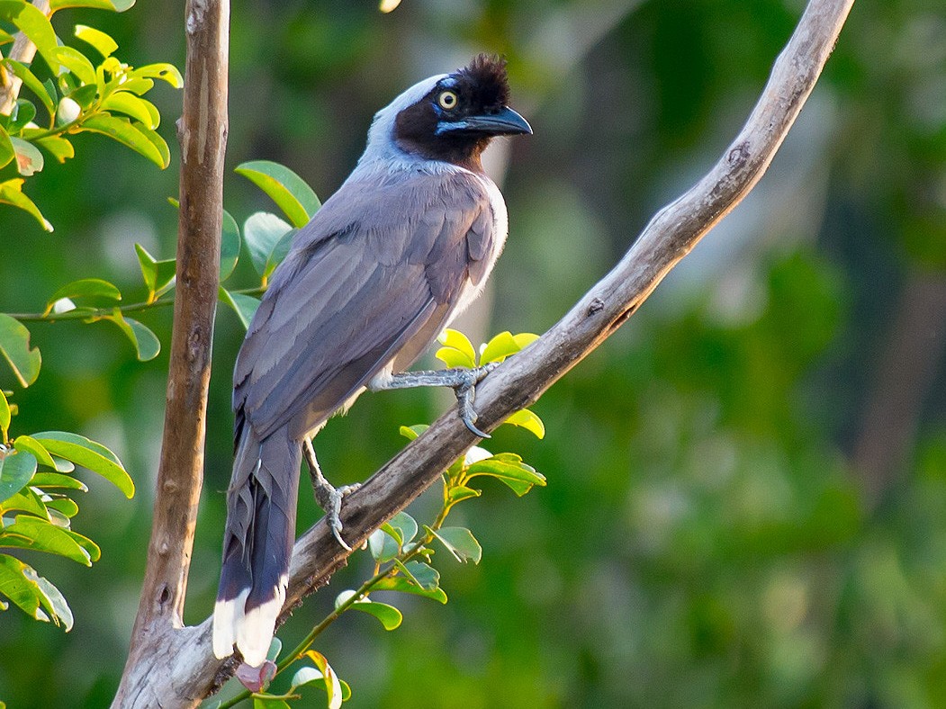 Azure-naped Jay - eBird