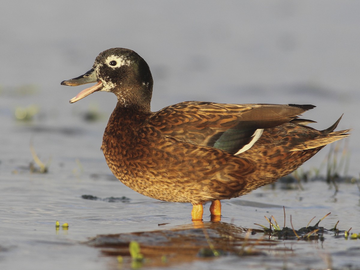 Laysan Duck - Anas laysanensis - Birds of the World