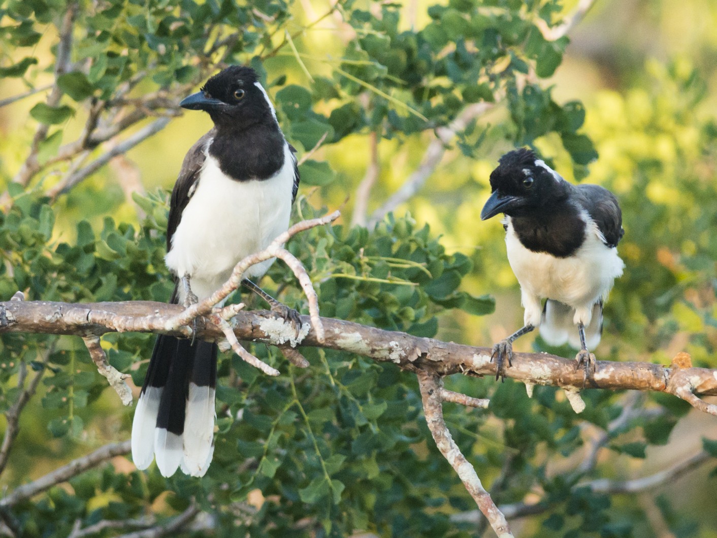 White-naped Jay - eBird