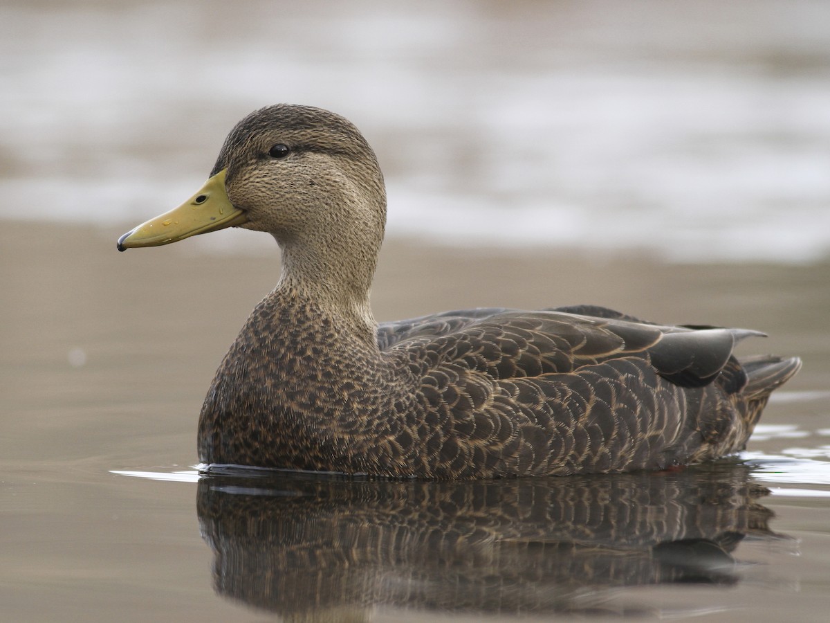 American Black Duck - Anas rubripes - Birds of the World