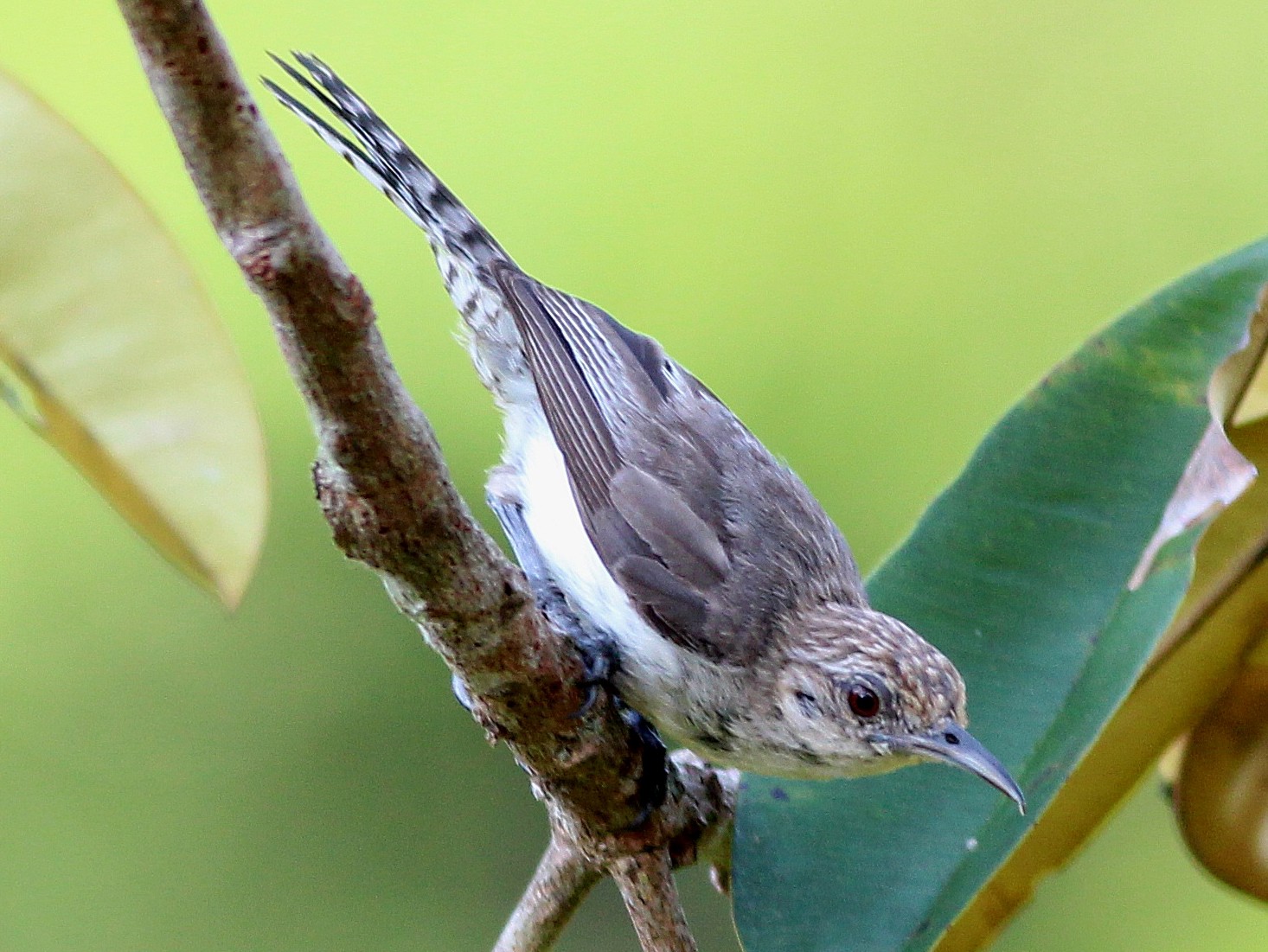 Tooth-billed Wren - eBird