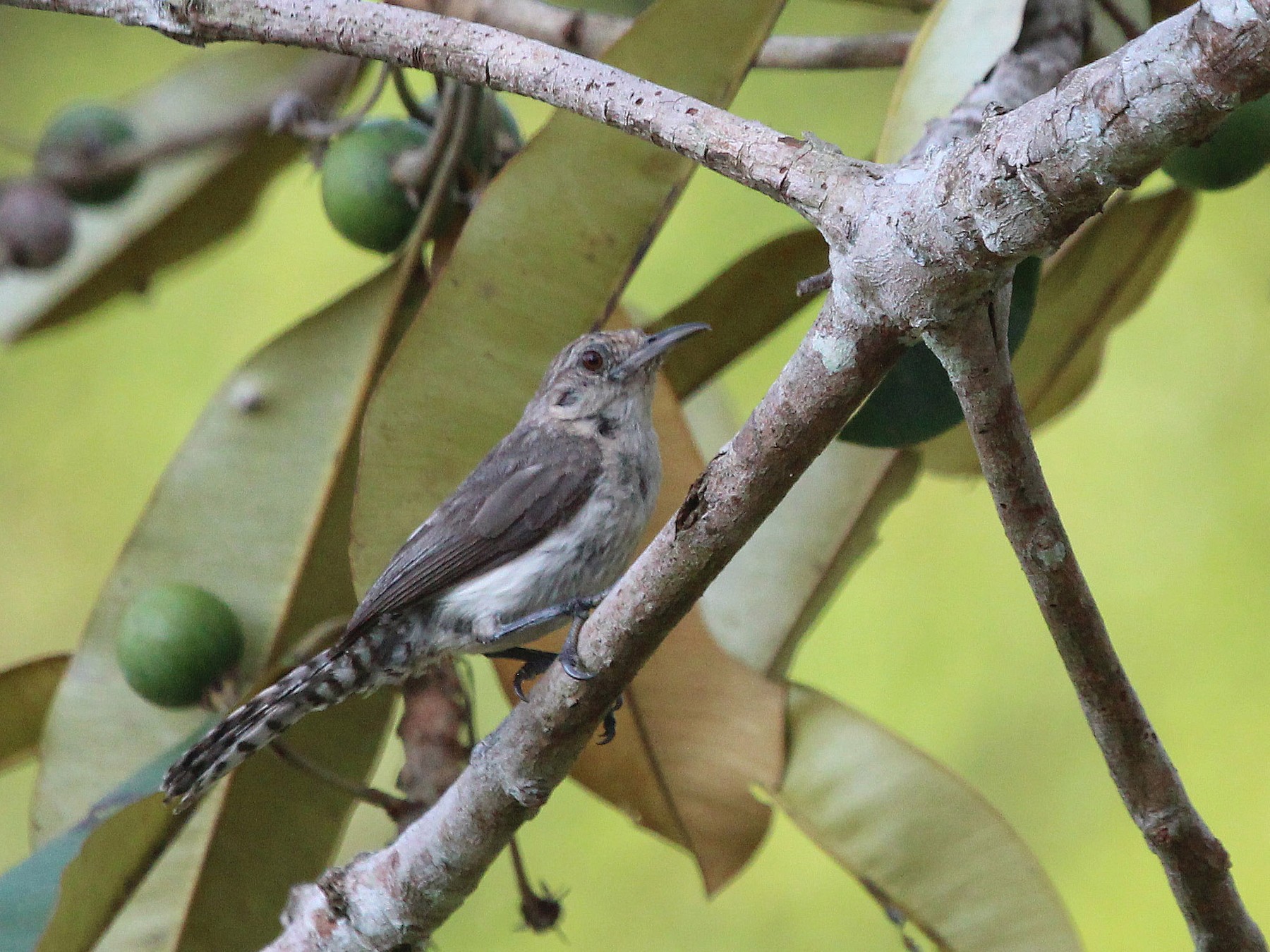 Tooth-billed Wren - eBird