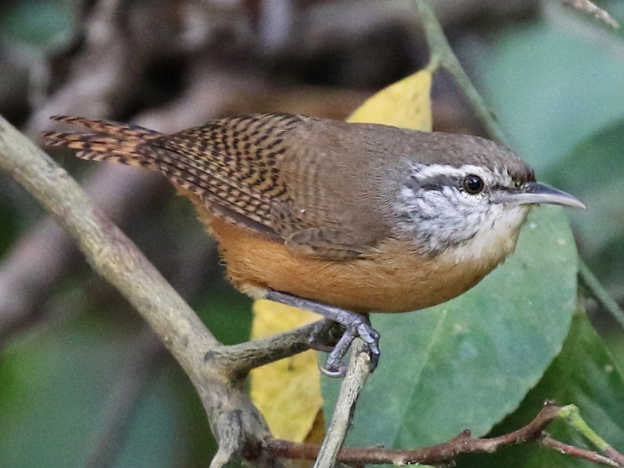 Fawn-breasted Wren - eBird