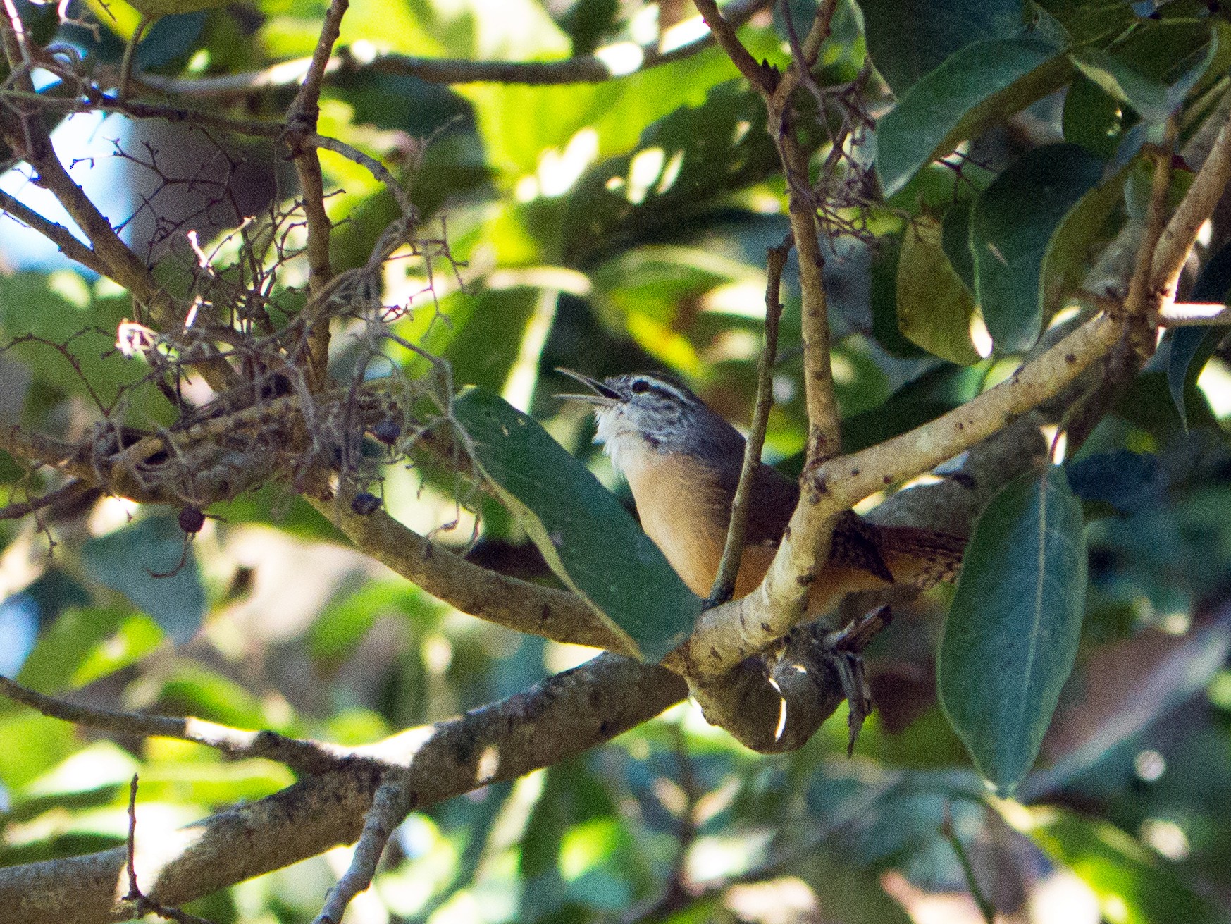 Garrincha-do-oeste - eBird