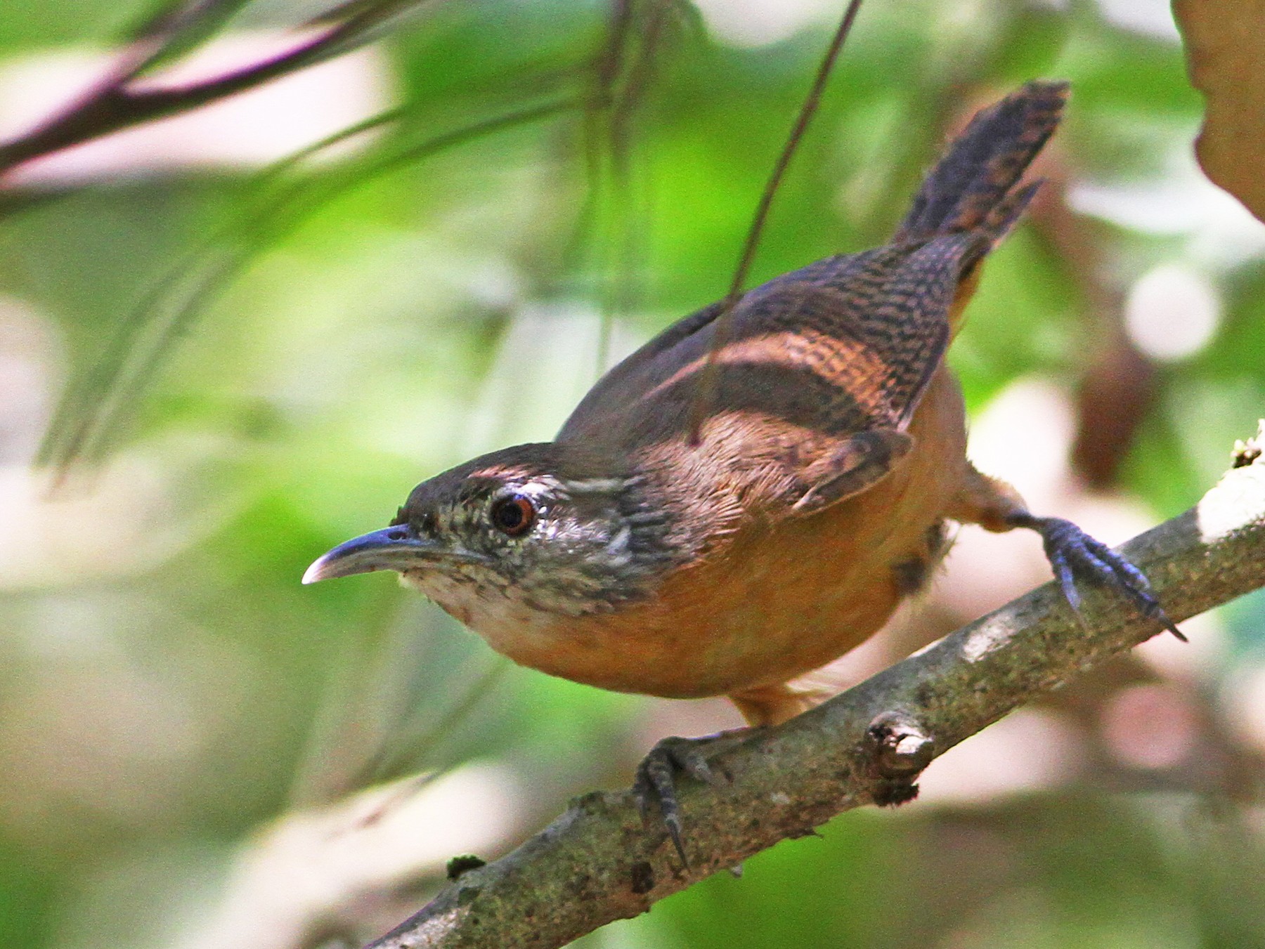Fawn-breasted Wren - eBird
