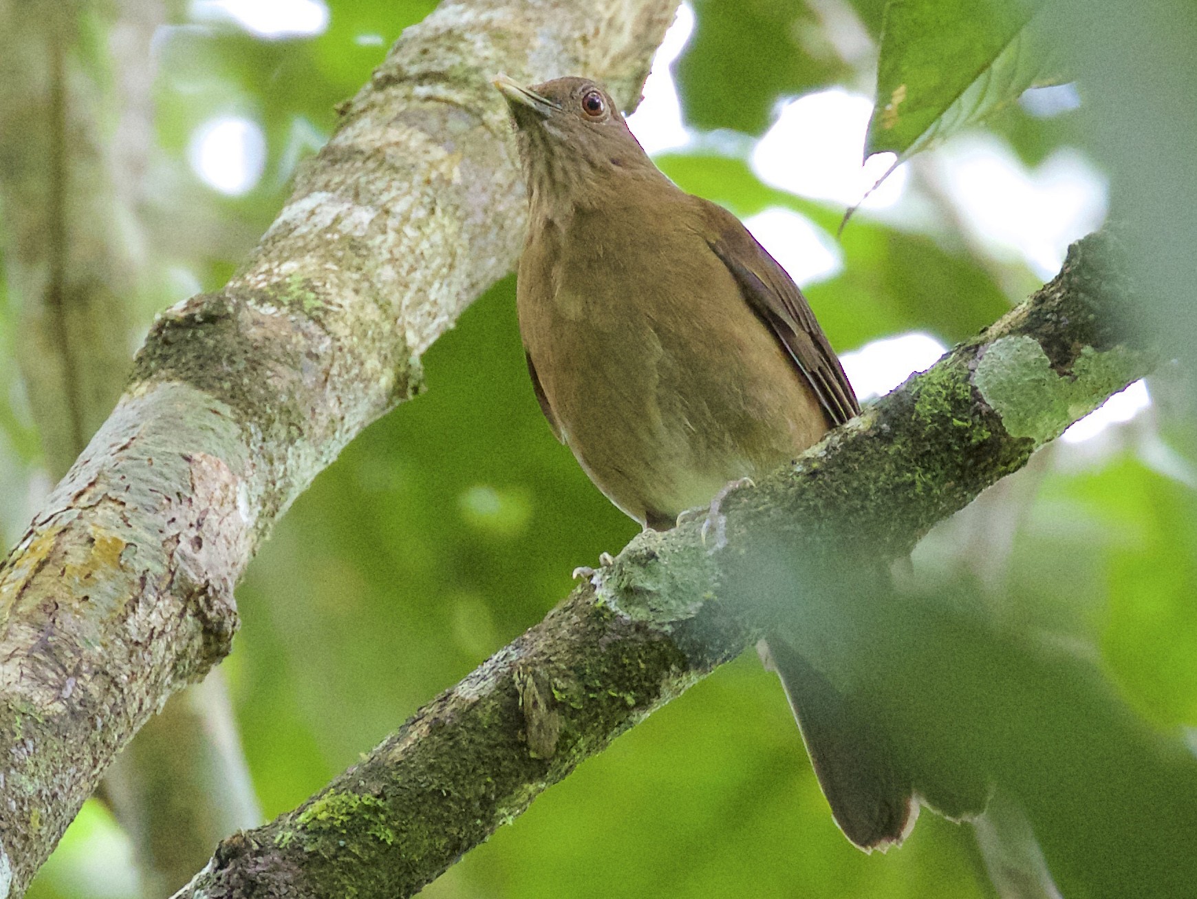 Varzea Thrush - eBird