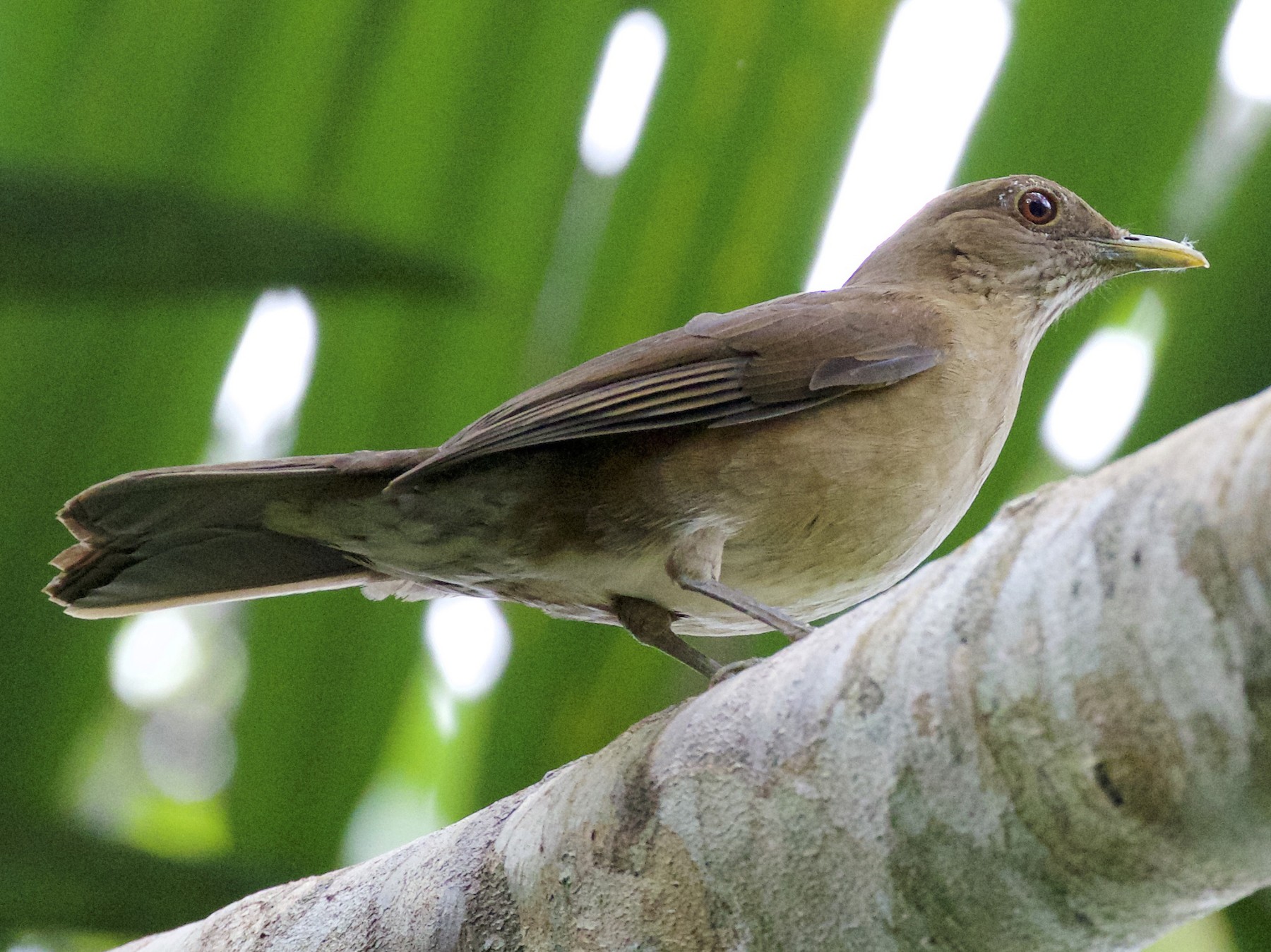 Varzea Thrush - eBird