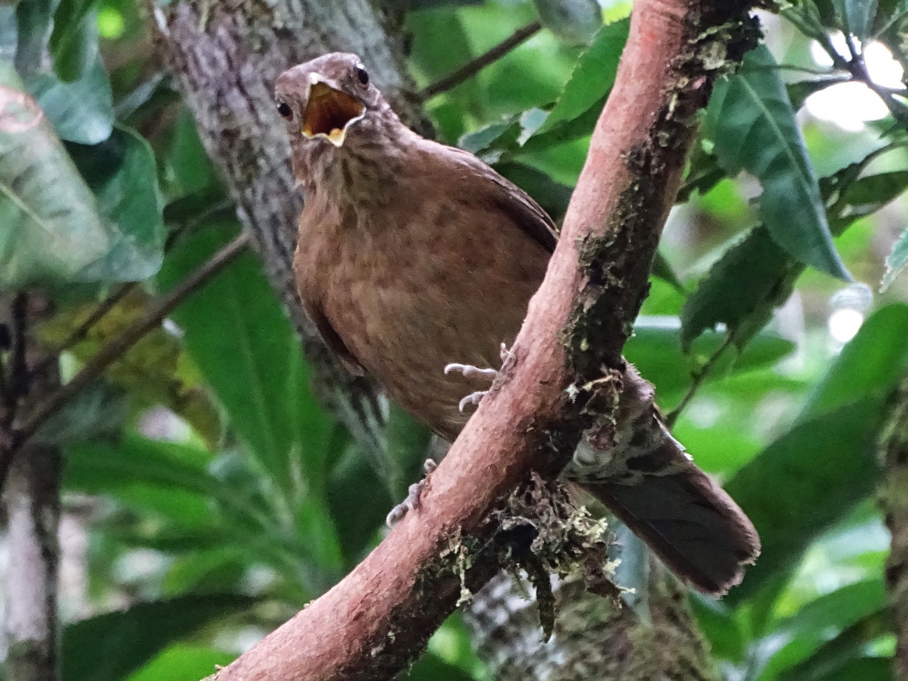 Varzea Thrush - eBird