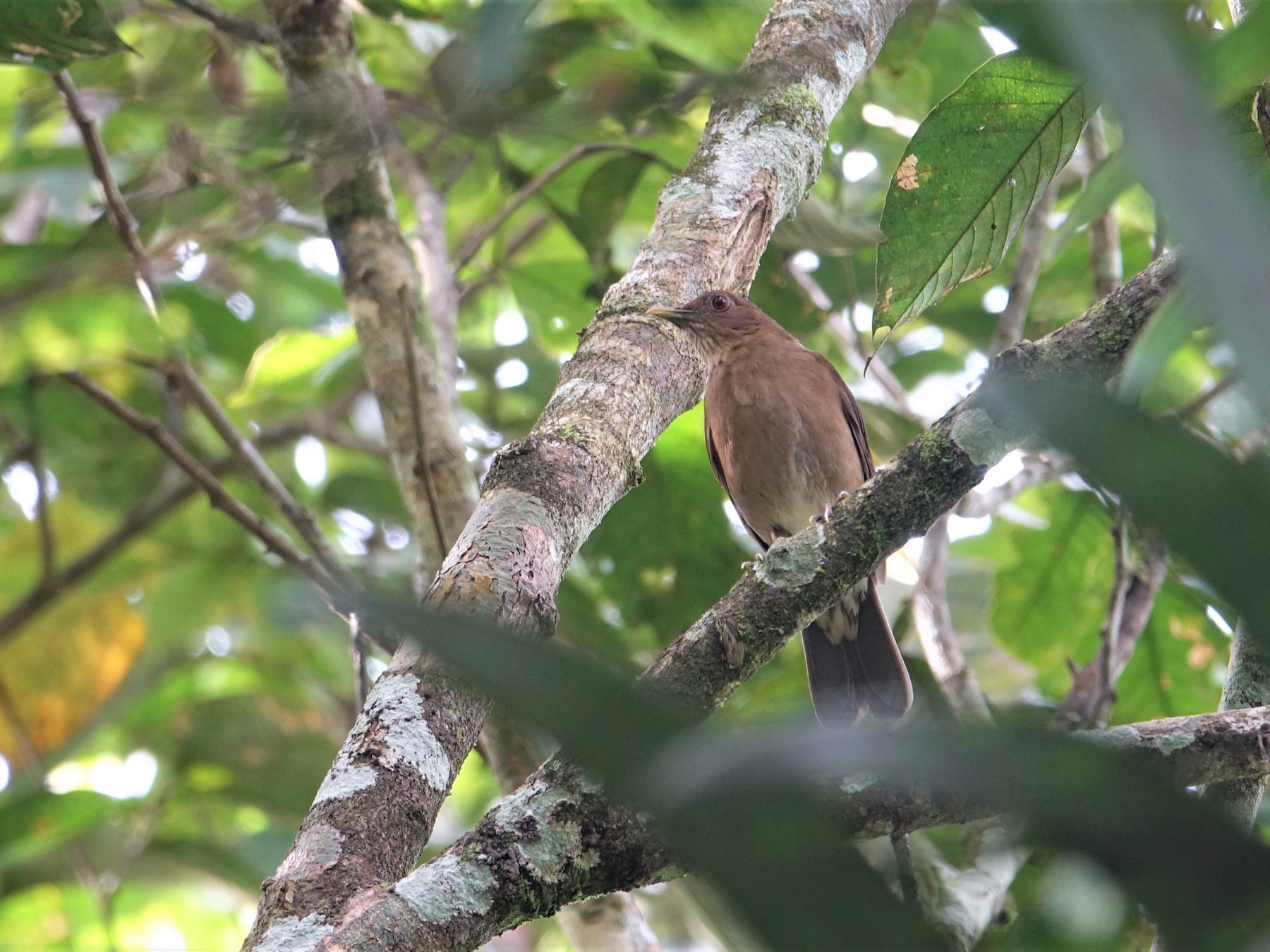 Varzea Thrush - eBird
