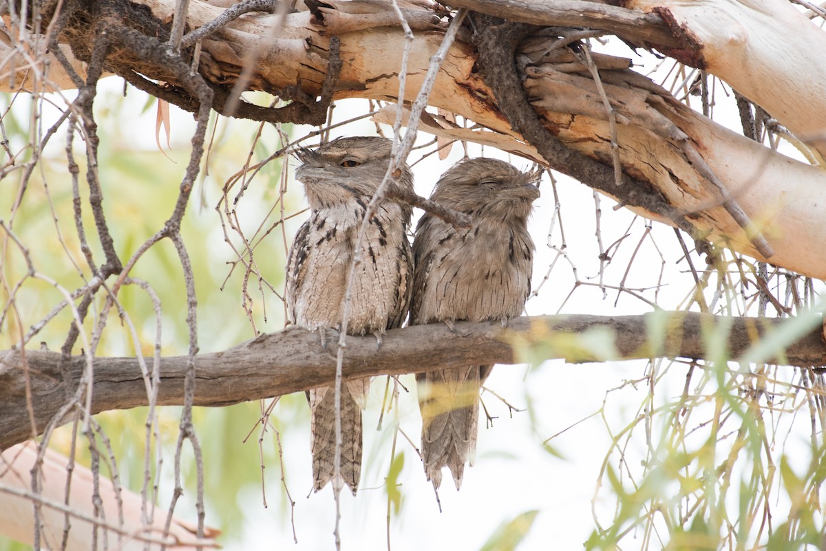 eBird Checklist - 29 Oct 2019 - Tom O'Hara Park, Mount Isa - 27 species