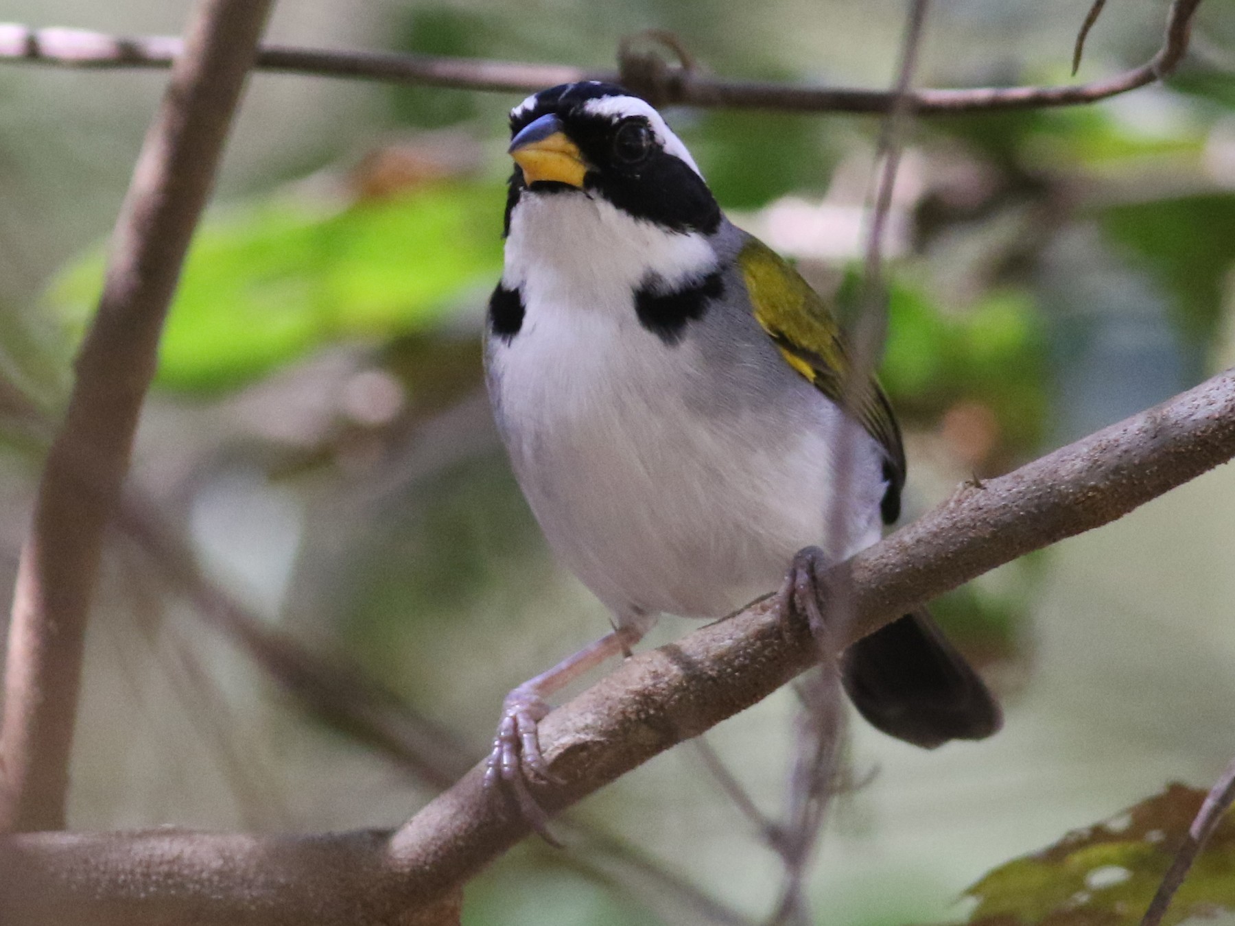 Sao Francisco Sparrow - eBird