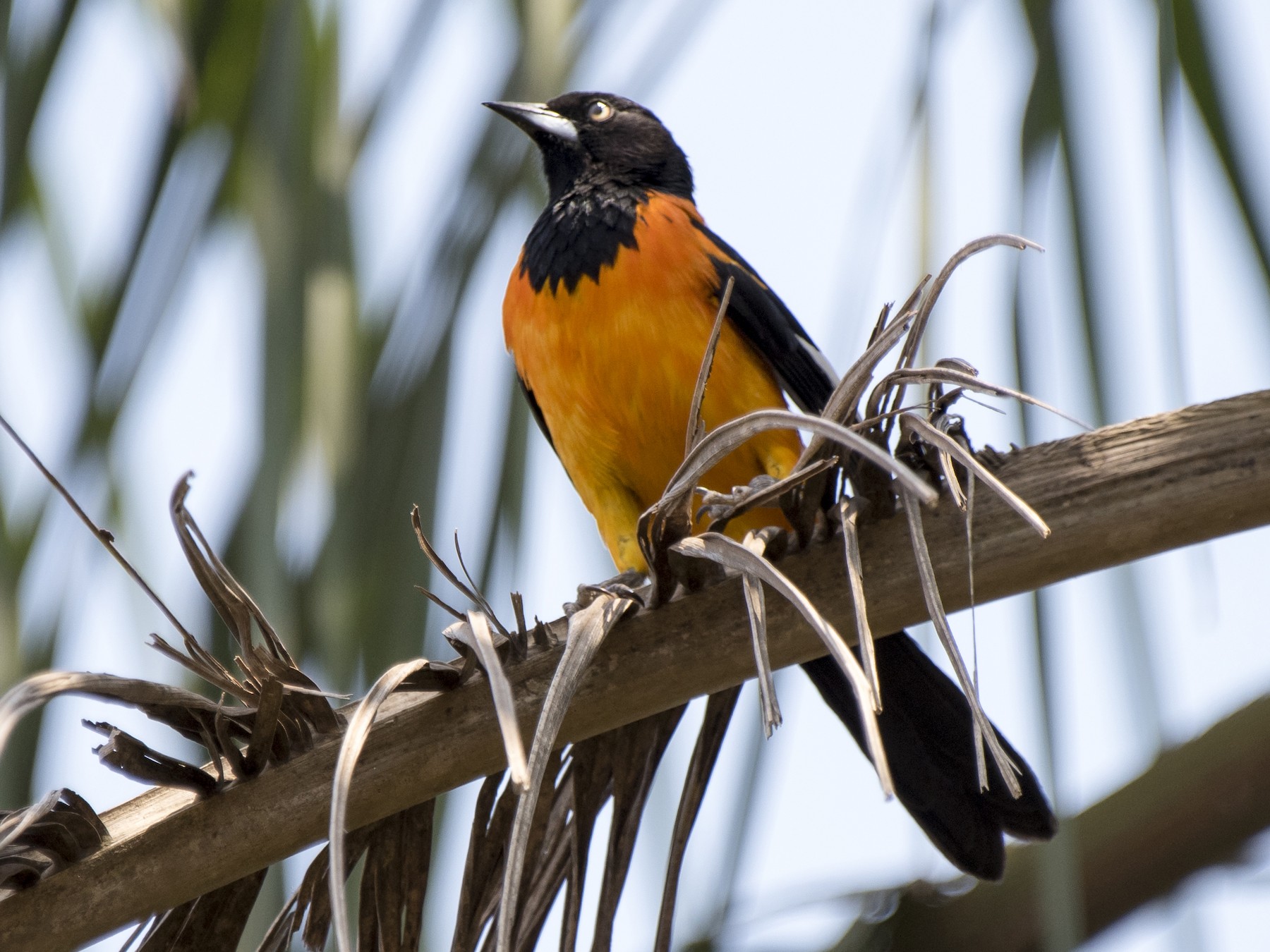 Campo Troupial - eBird