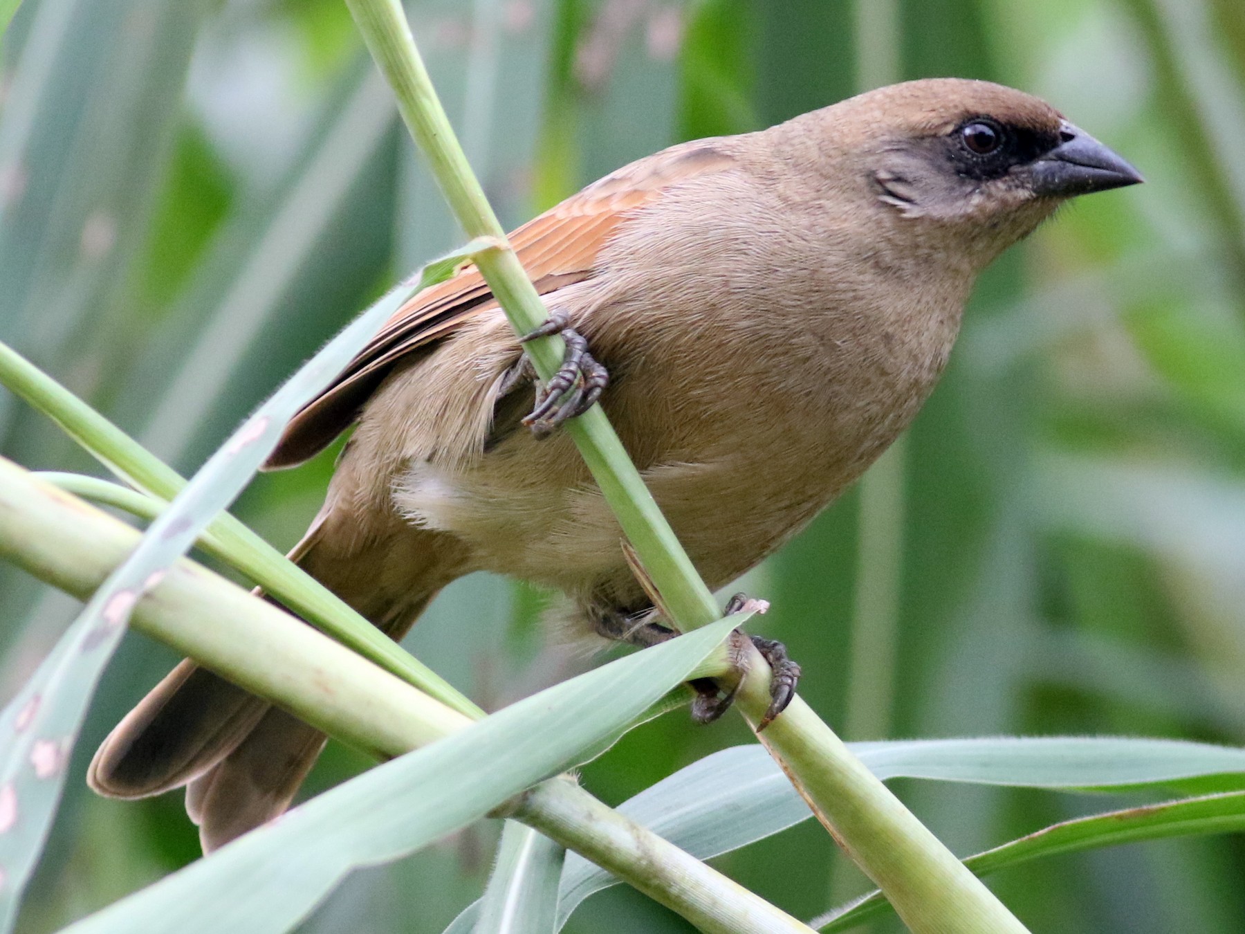 asa-de-telha-pálido - eBird