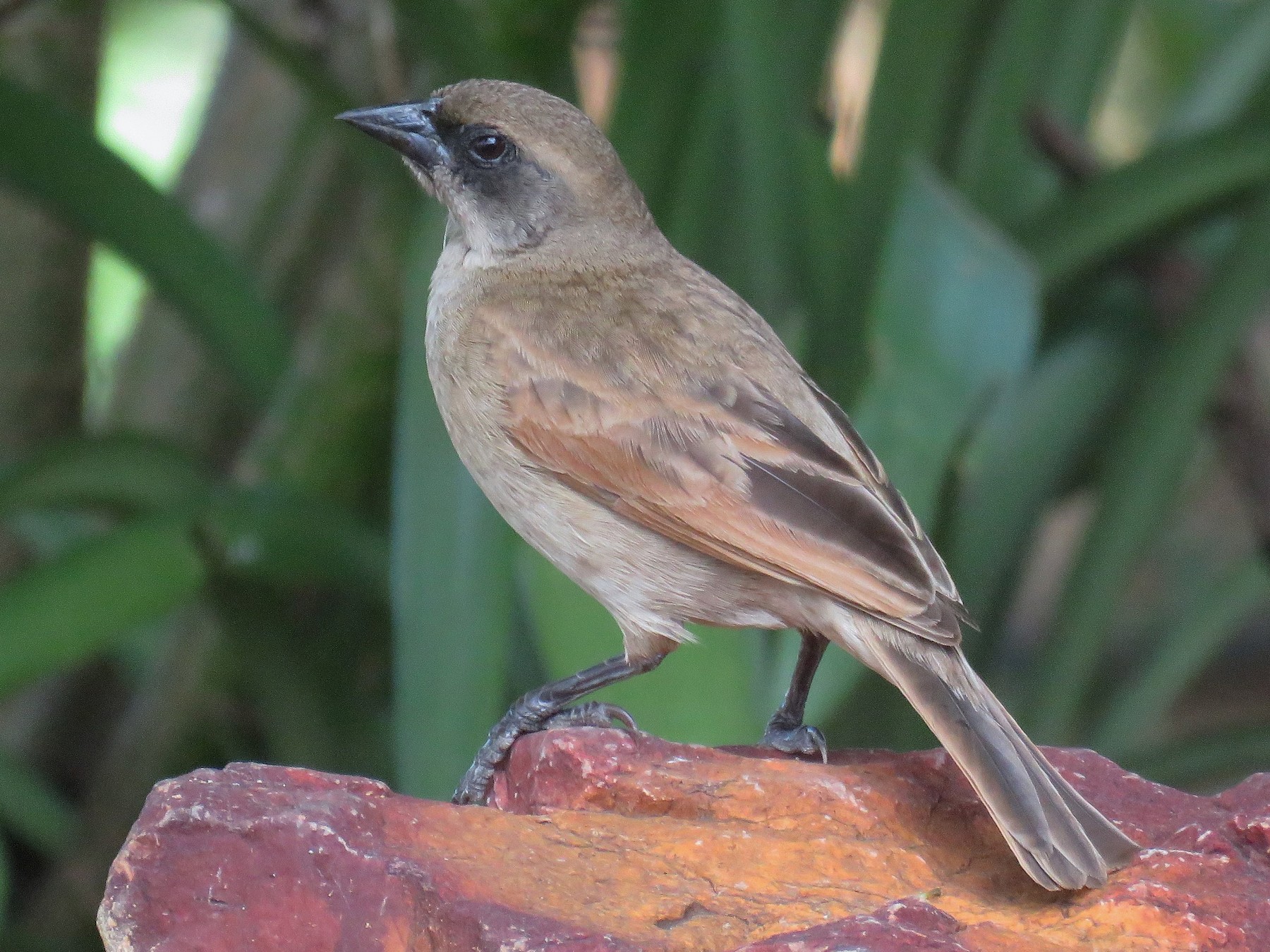 asa-de-telha-pálido - eBird