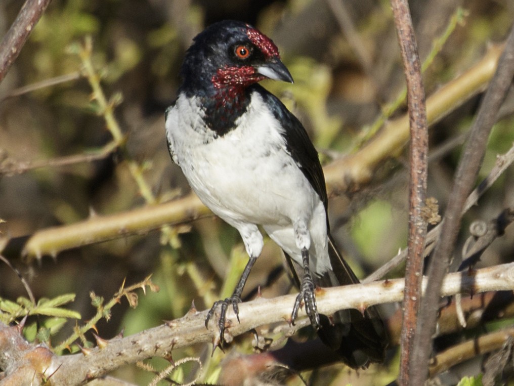 Crimson-fronted Cardinal - eBird