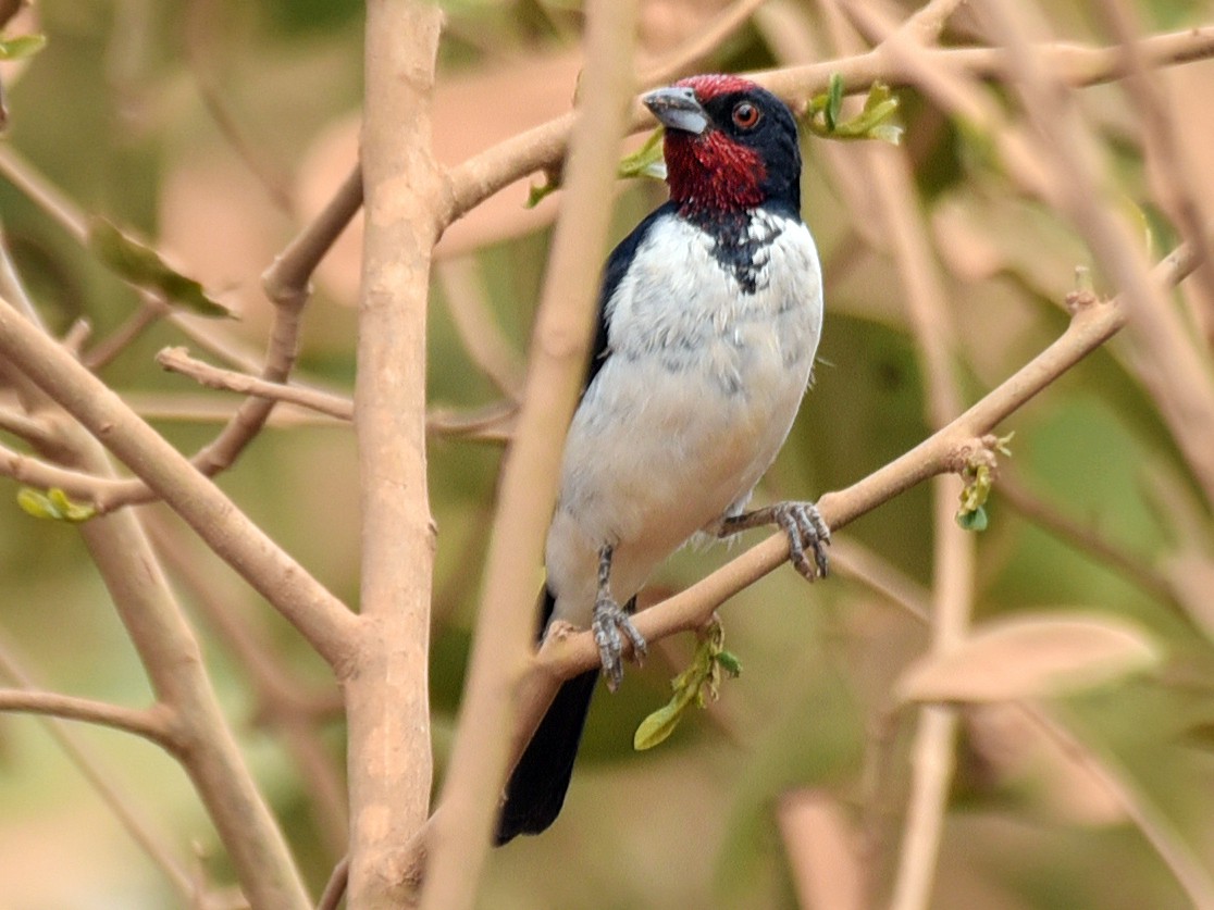 Crimson-fronted Cardinal - eBird
