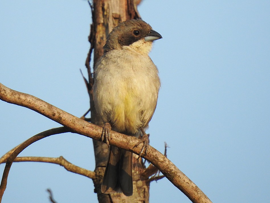 White-banded Tanager - eBird