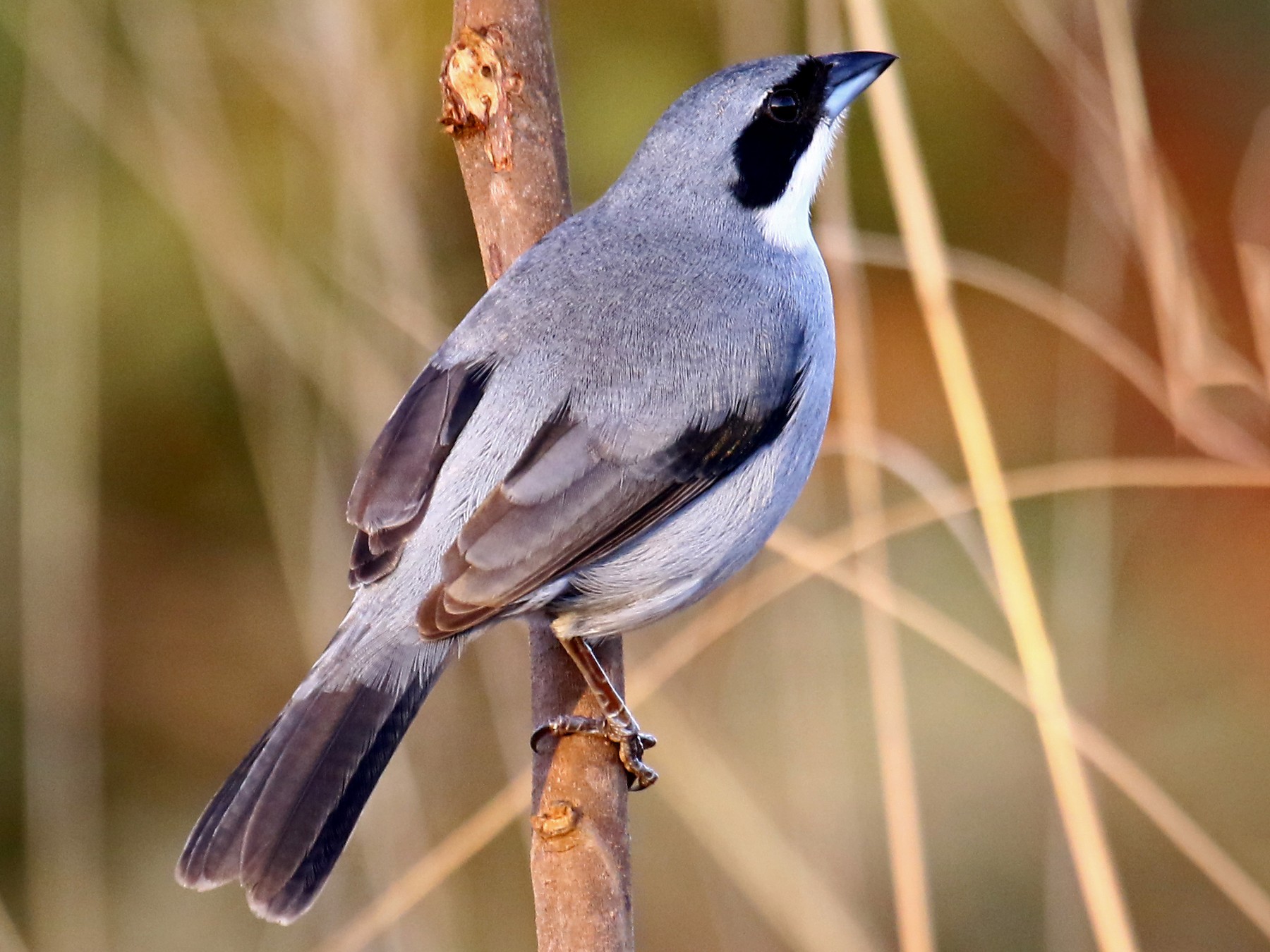 White-banded Tanager - eBird