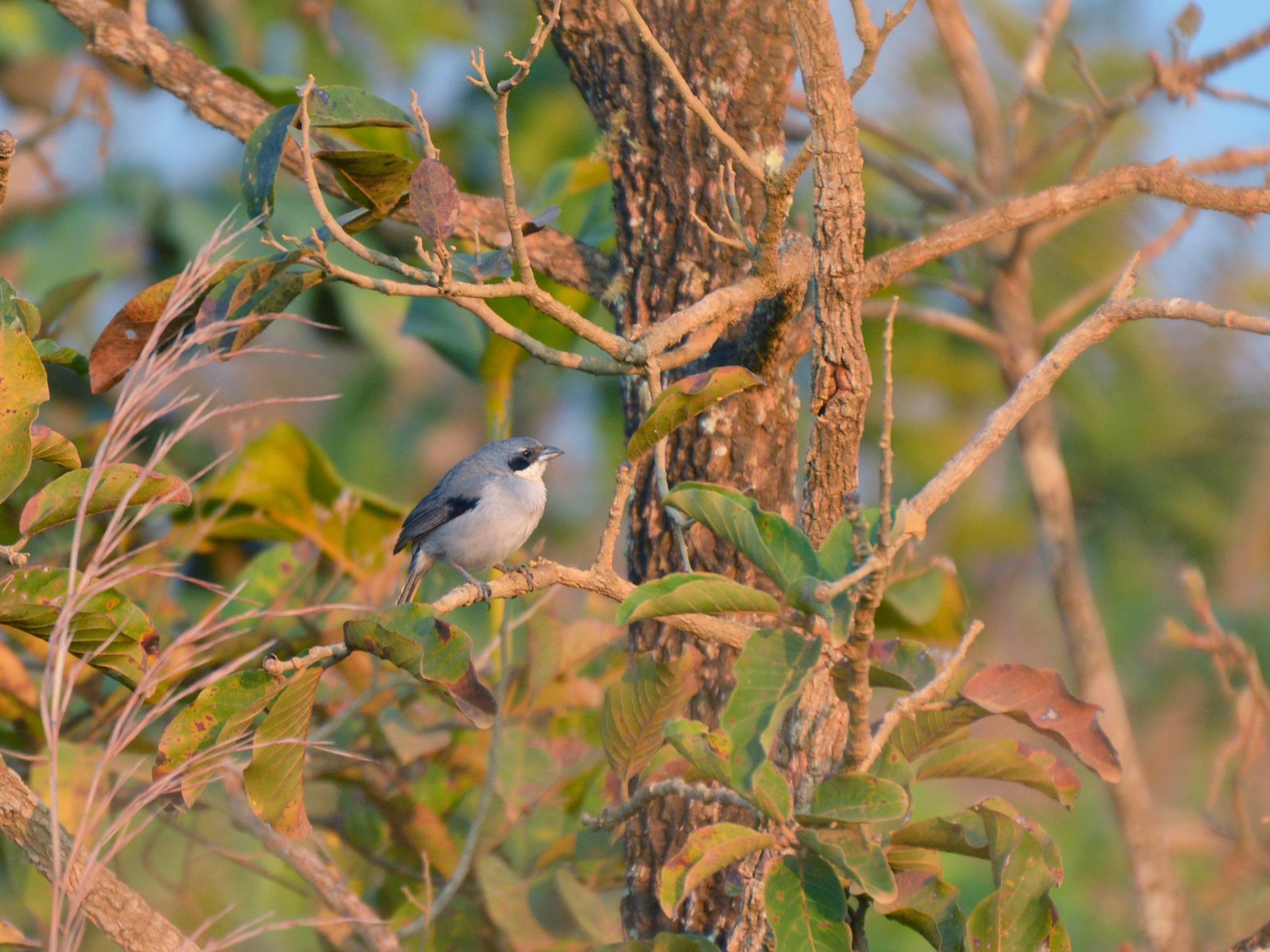 White-banded Tanager - eBird
