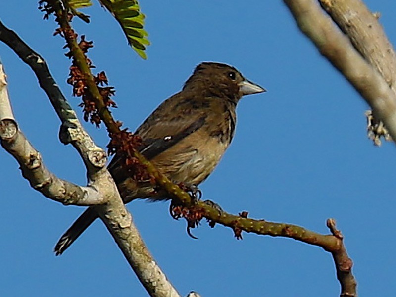 Cone-billed Tanager - eBird