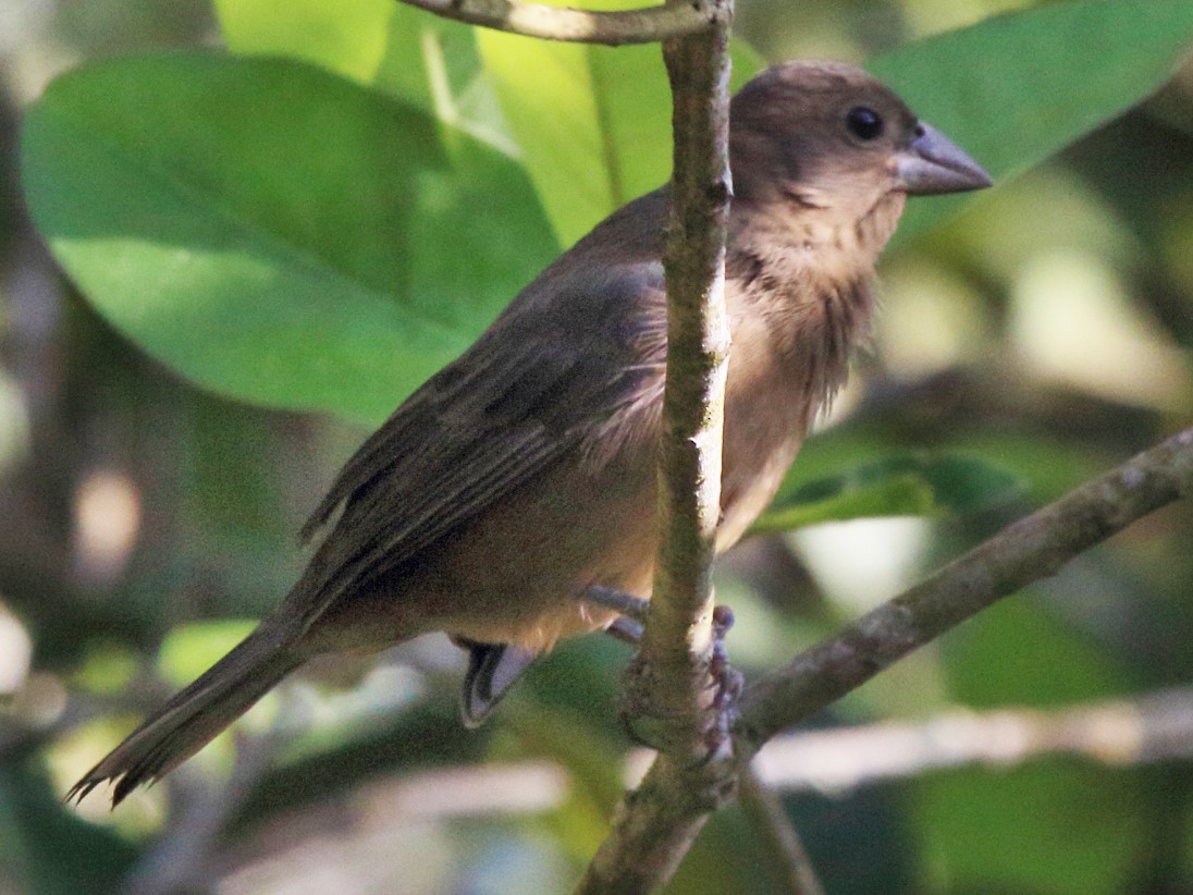 Cone-billed Tanager - eBird