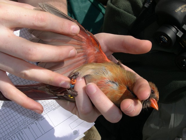 Photos - Northern Cardinal - Cardinalis cardinalis - Birds of the World