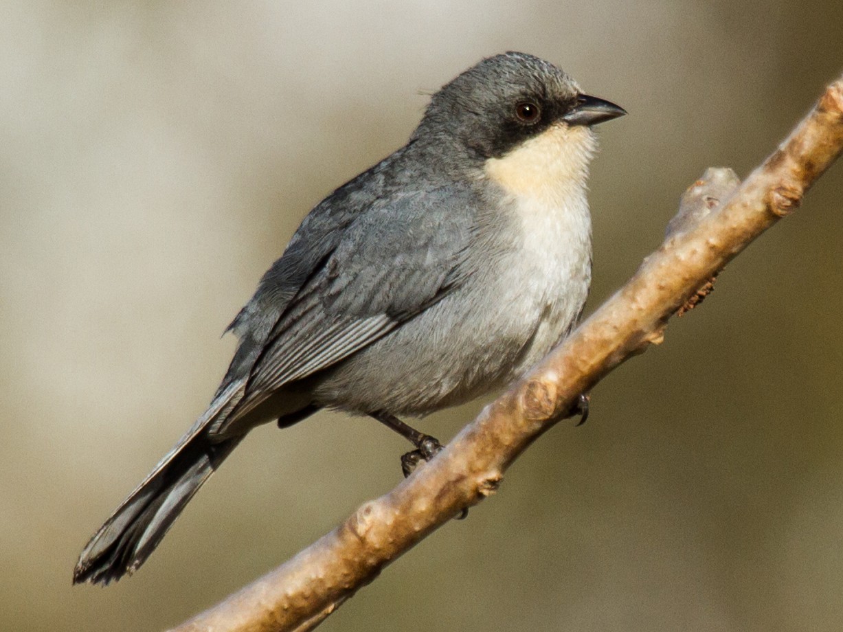 Cinereous Warbling Finch - eBird