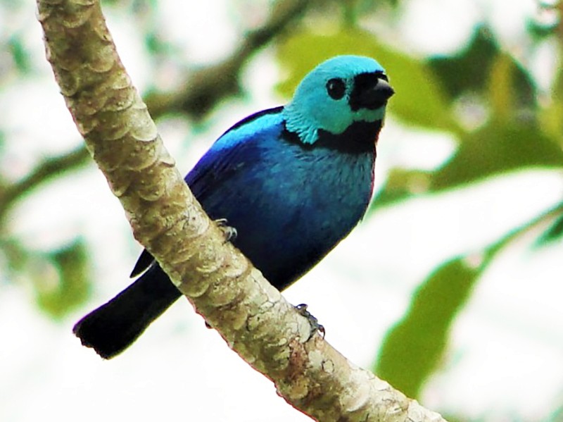 Seven-colored Tanager - eBird