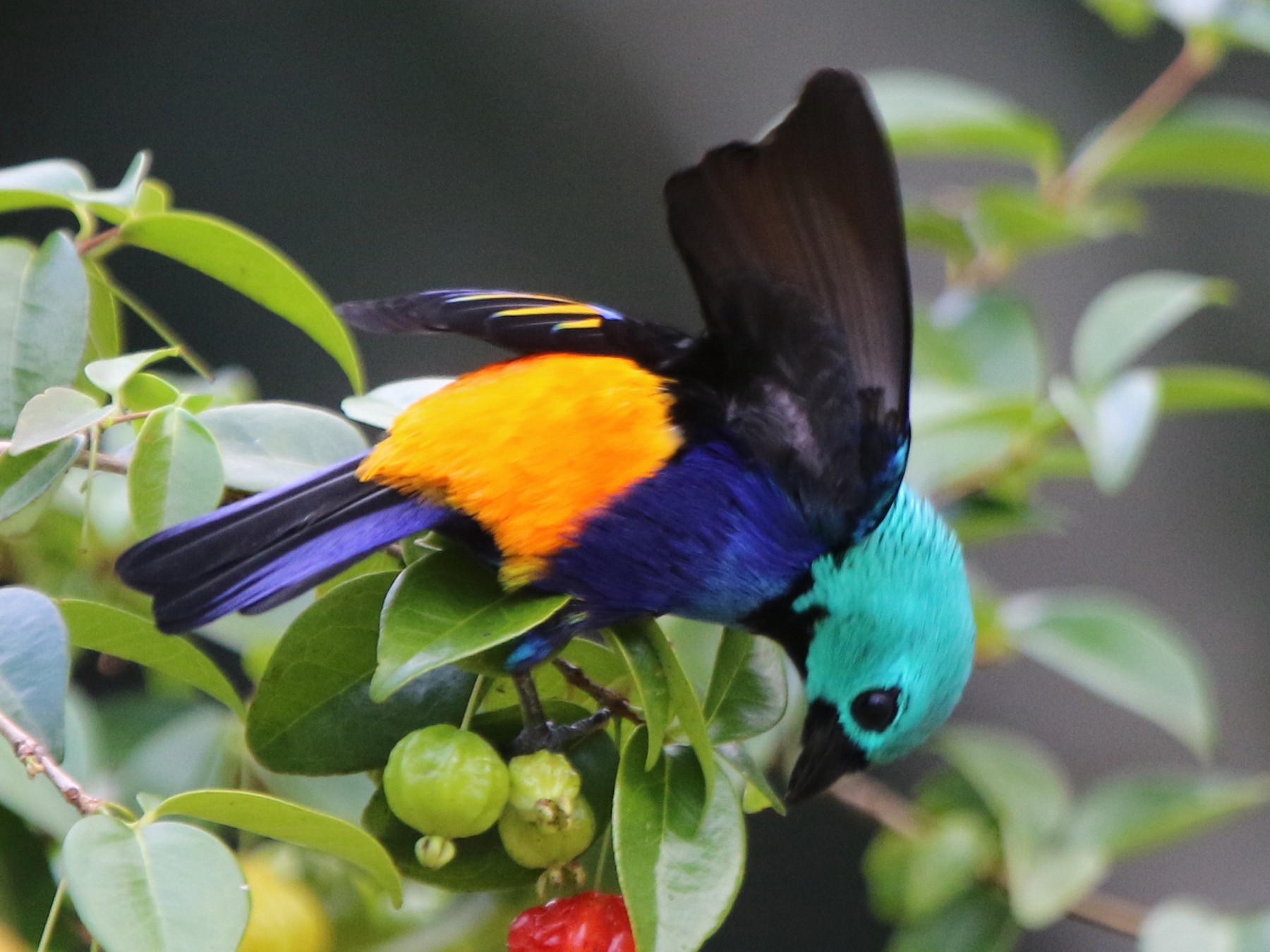 Seven Colored Tanager